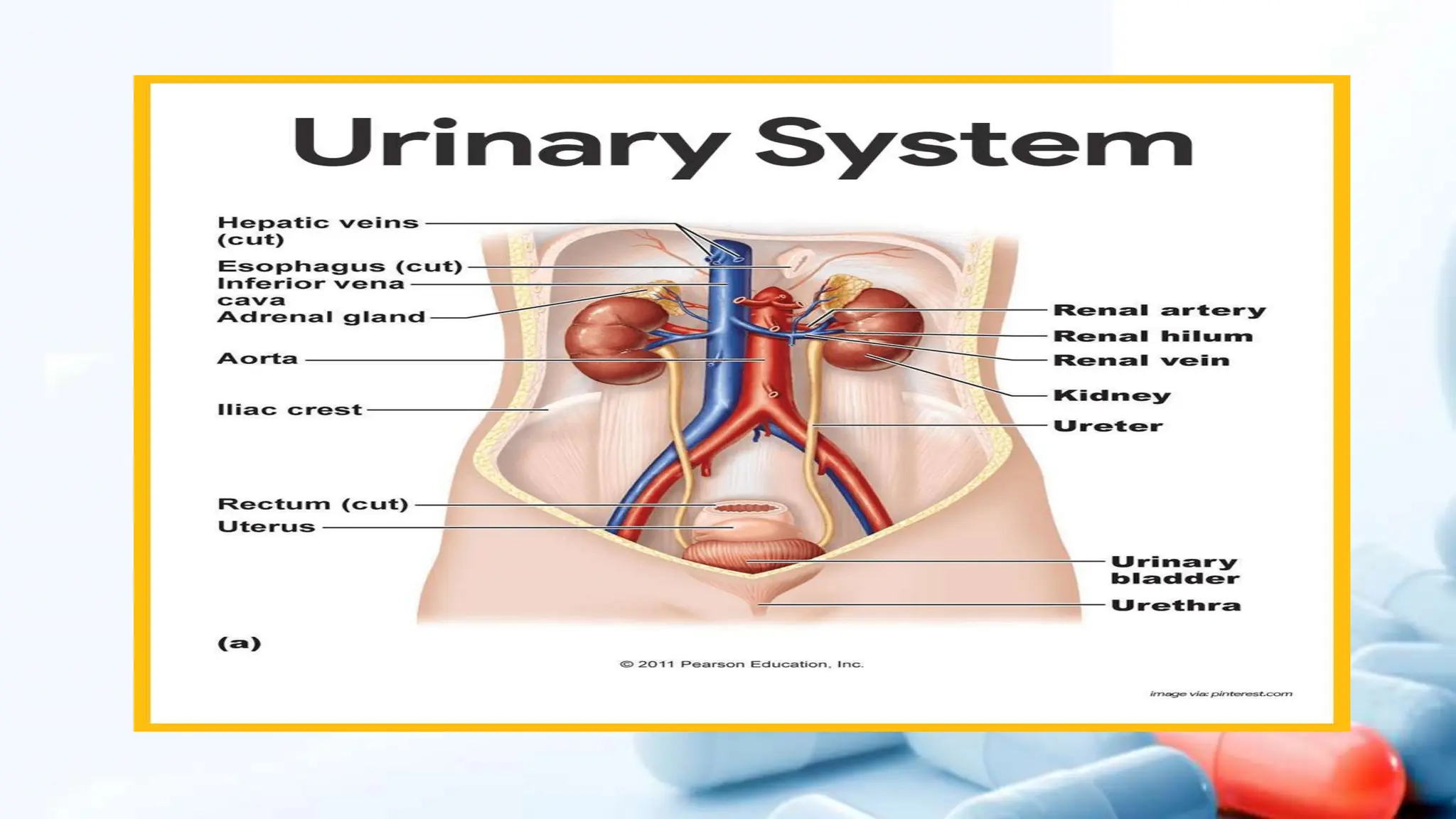 pharmacology - Urinary System.pptx