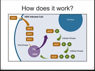 Ganciclovir Mechanism Of Action