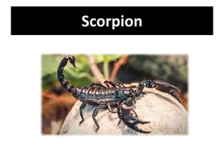 Poisoning-Animal(Snake,Scorpion,Spider)Plant(Mushroom) | PPT