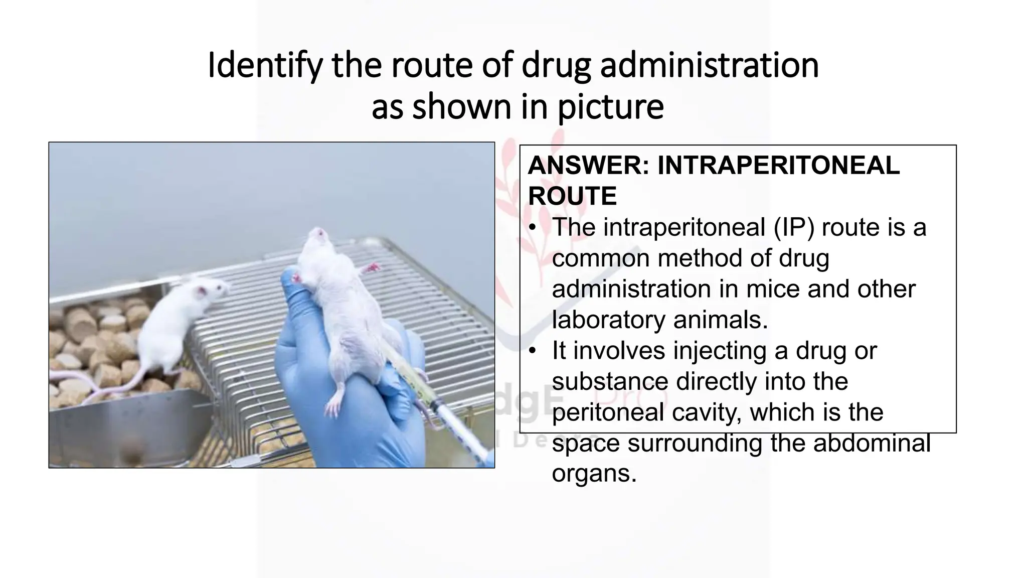 Pharmacology Experiment based Questions For D. Pharm | PPTX