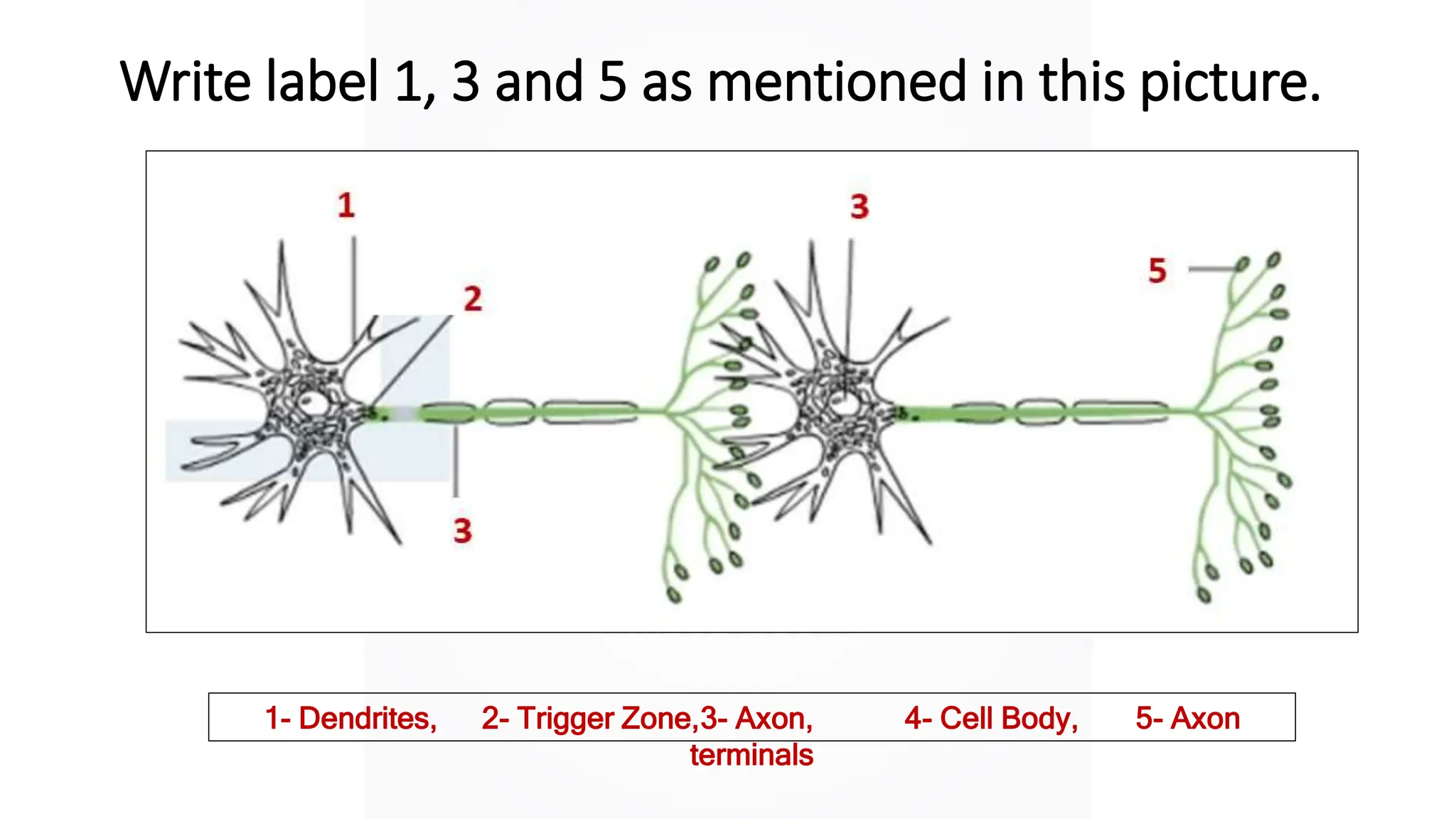 Pharmacology Experiment based Questions With Answer Keys | PPT | Free ...