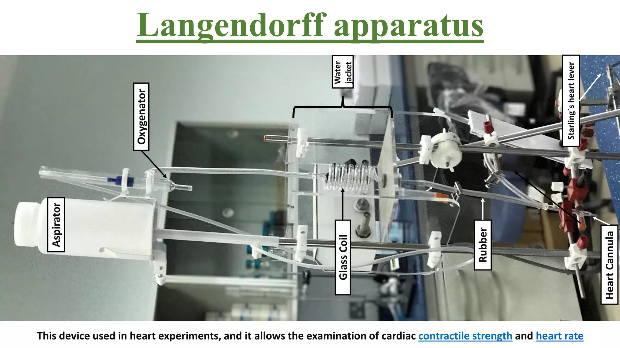 Pharmacology (effects of drugs on isolated perfused heart) | PDF