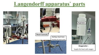 Pharmacology (effects of drugs on isolated perfused heart) | PDF