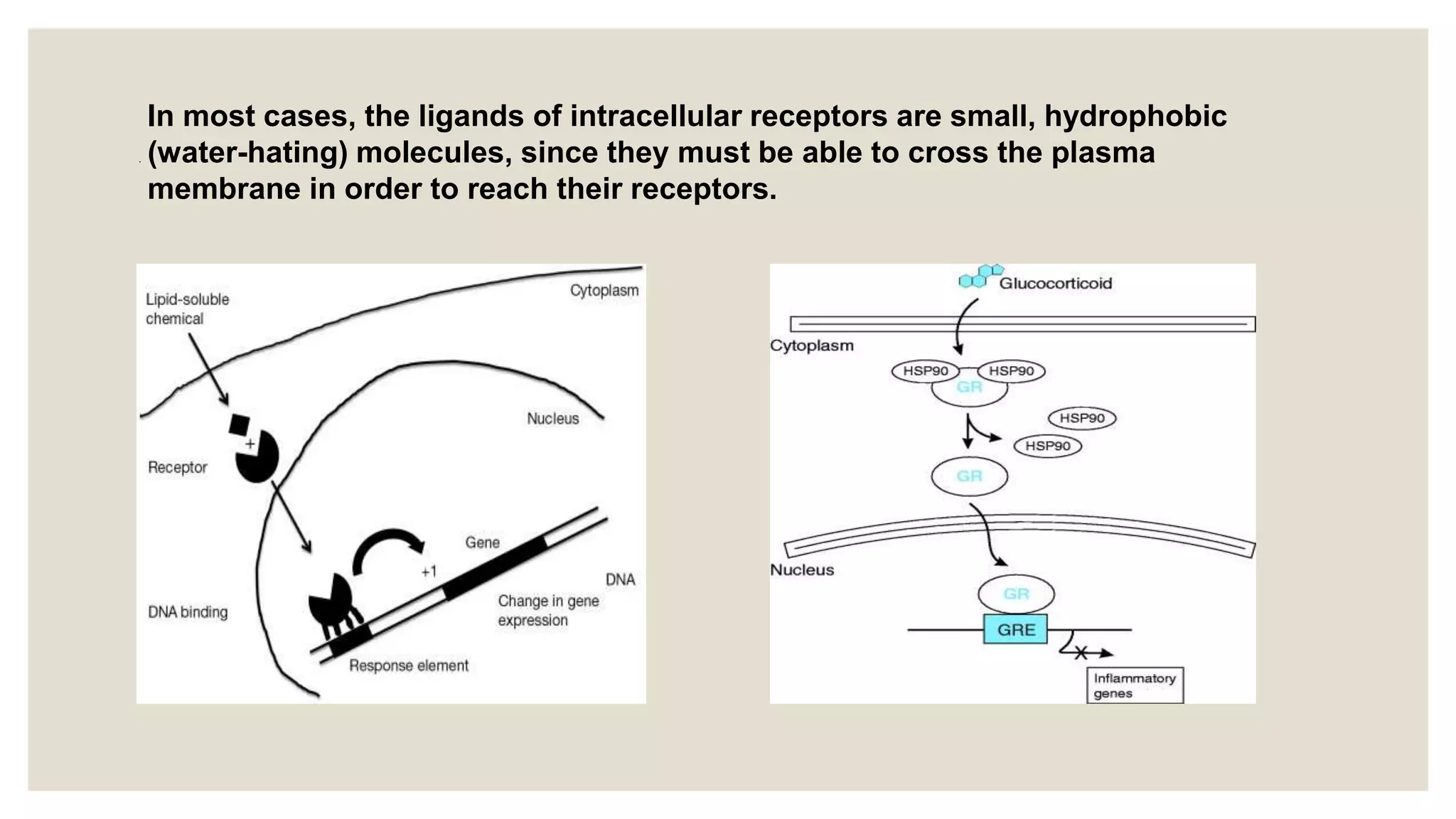 intracellular receptors | PPTX