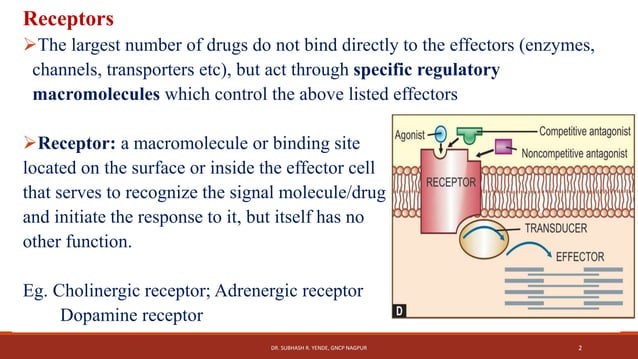 Pharmacology I pharmacodynamics II (Receptors)