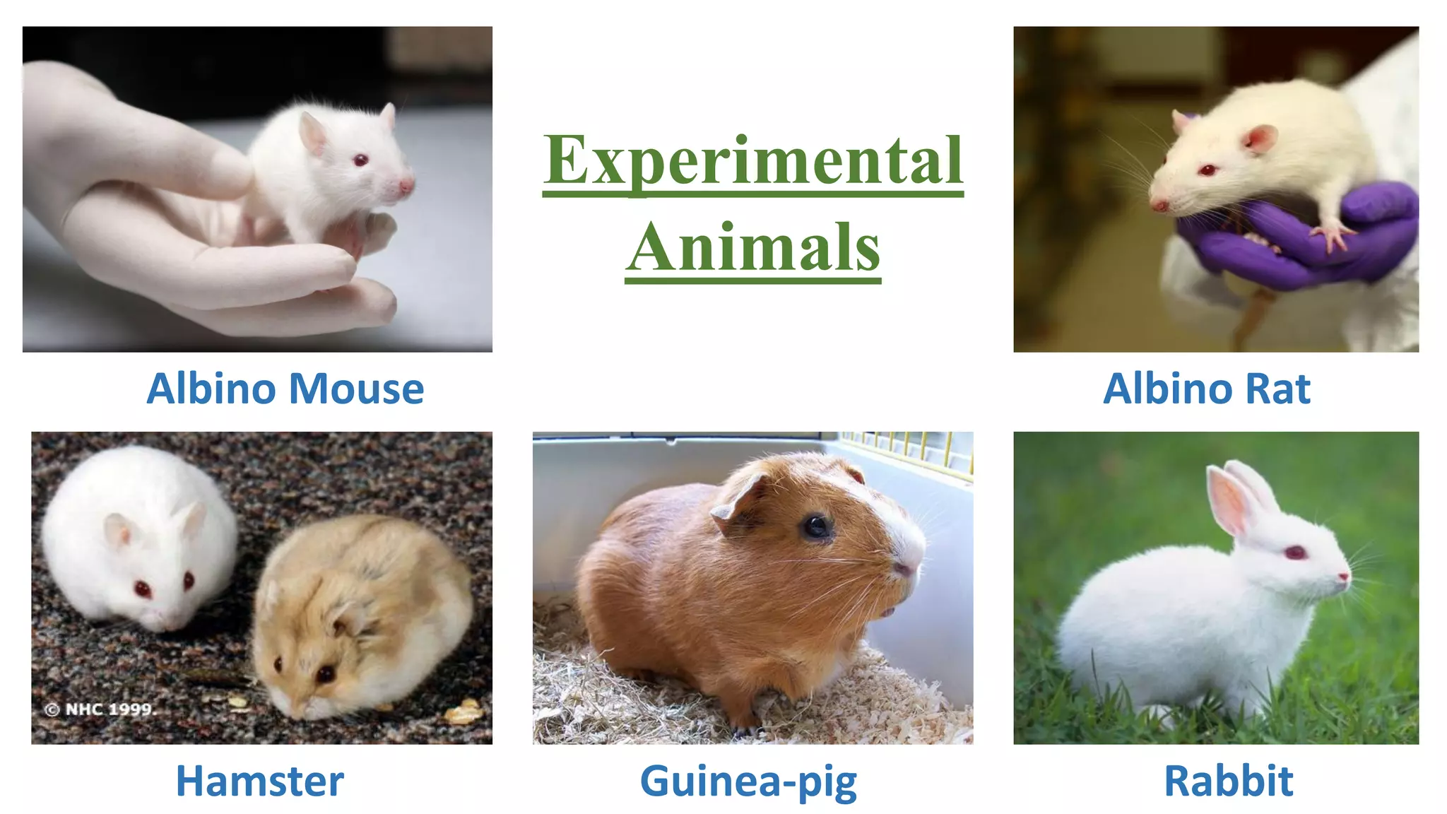 Pharmacology (introduction and handling of experimental animals) | PDF