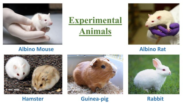 Pharmacology (introduction and handling of experimental animals)