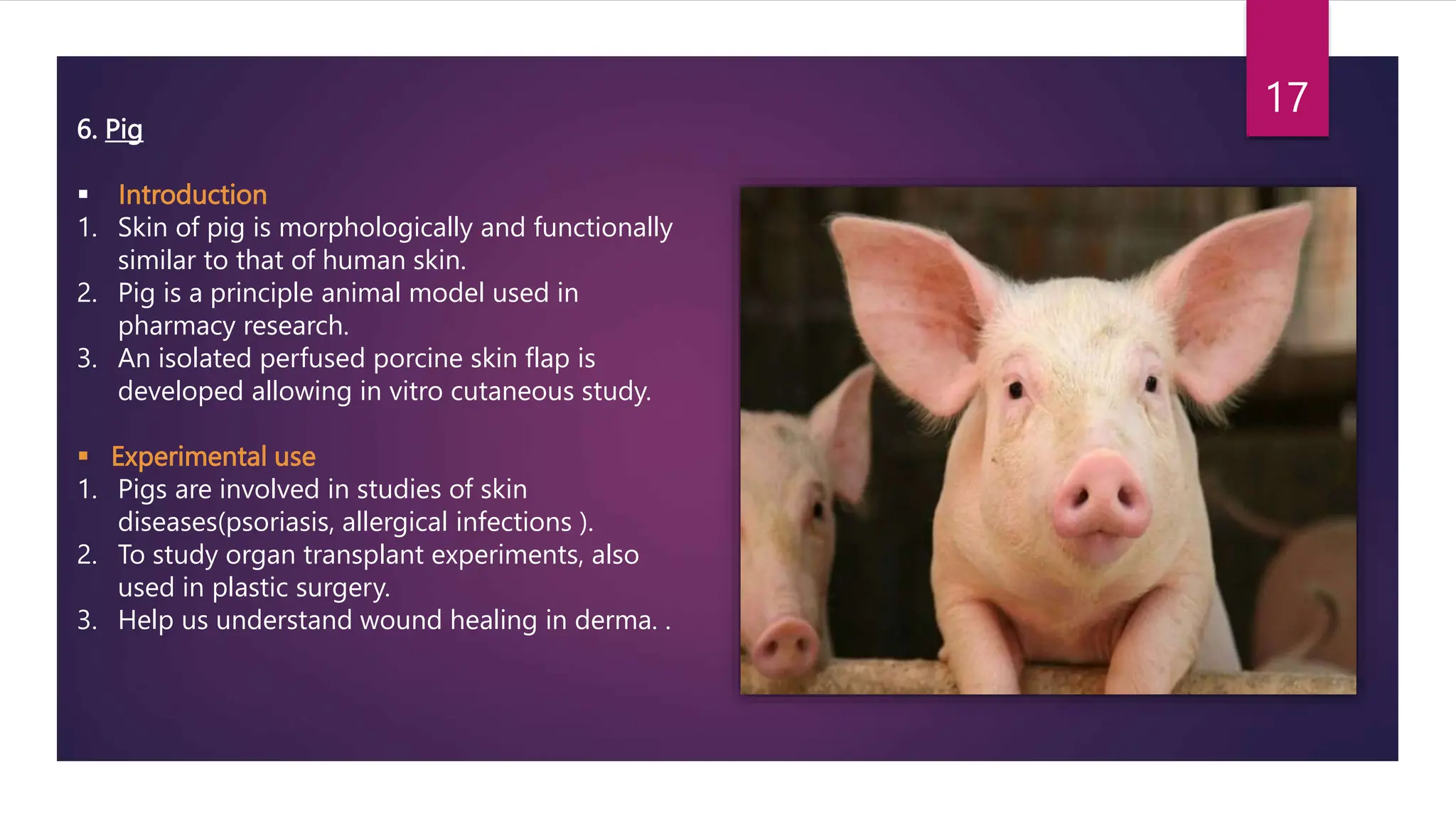 Pharmacology Laboratory Animals.pptx