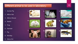 Pharmacology Laboratory Animals.pptx