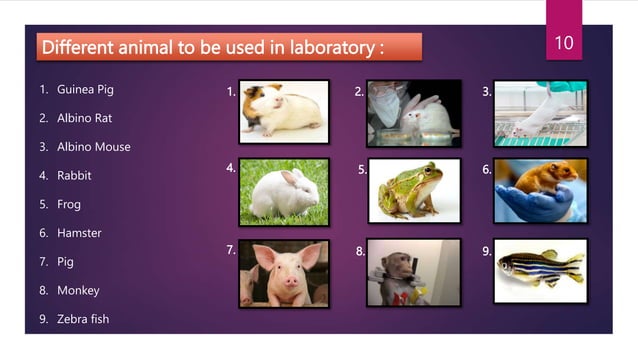 Pharmacology Laboratory Animals.pptx