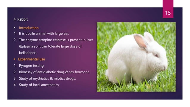 Pharmacology Laboratory Animals.pptx