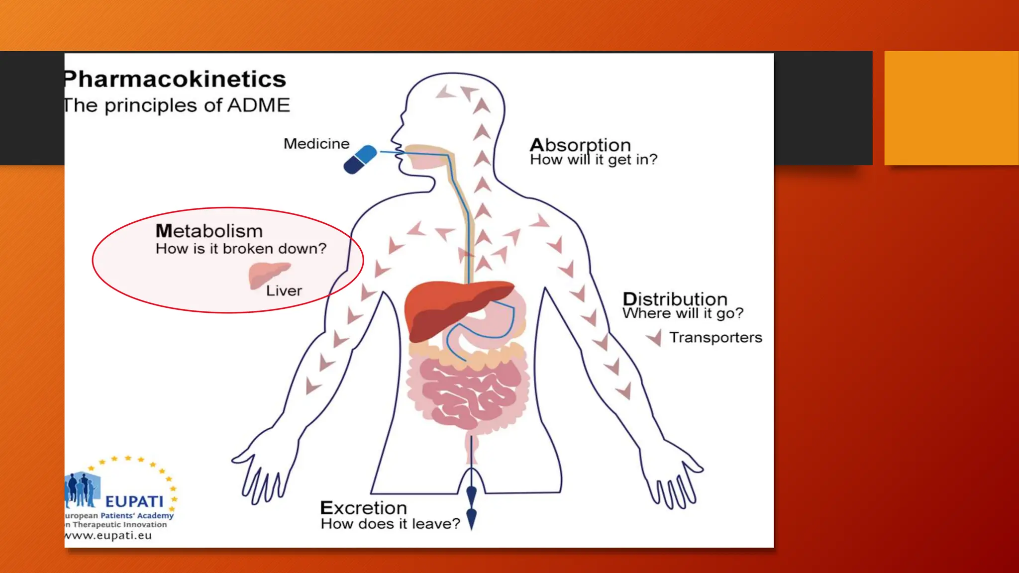 Pharmacology OBG.pptx explained the mechanics of medicine explained. | PPT