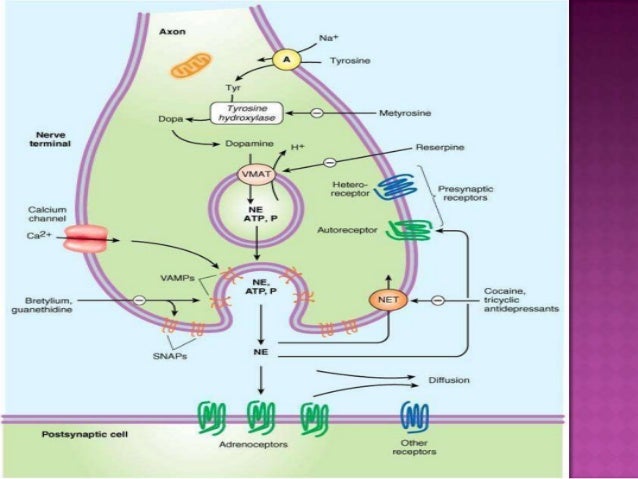 Pharmacology of adrenergic neuron blockers