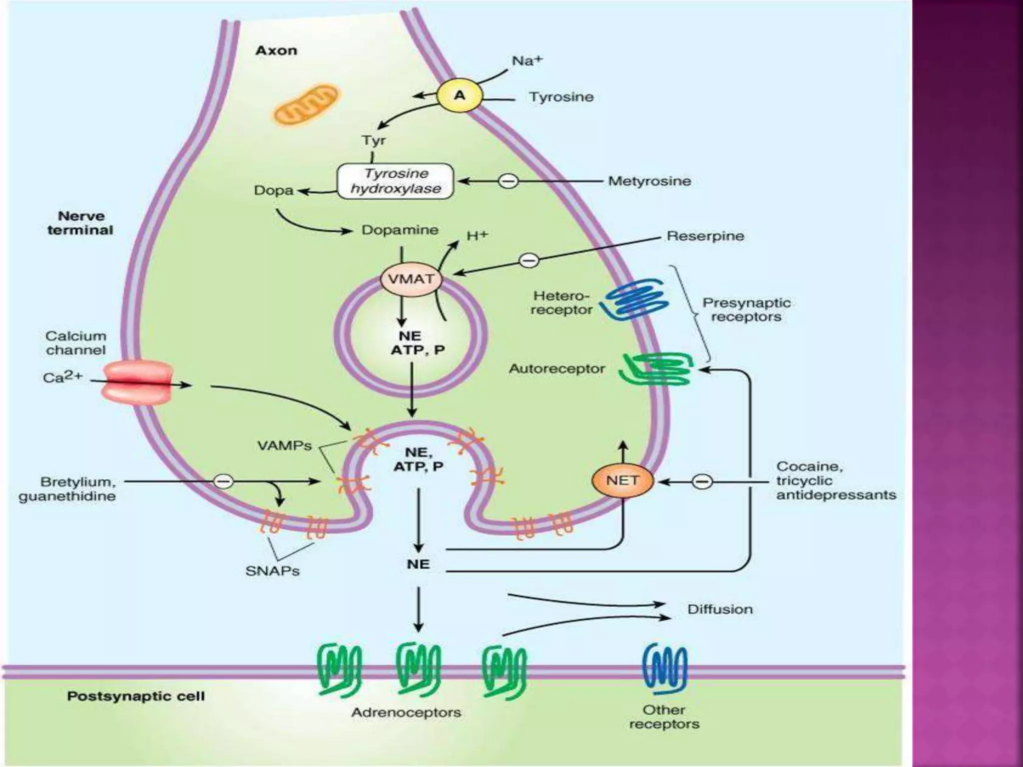 Pharmacology of Adrenergic Neuron Blockers | PPTX