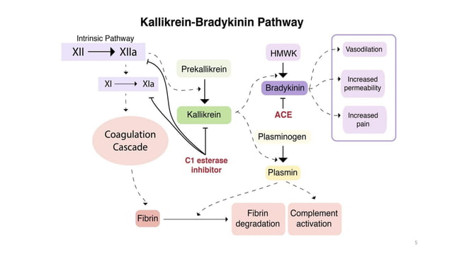 Pharmacology of bradykinin ppt. | PPTX