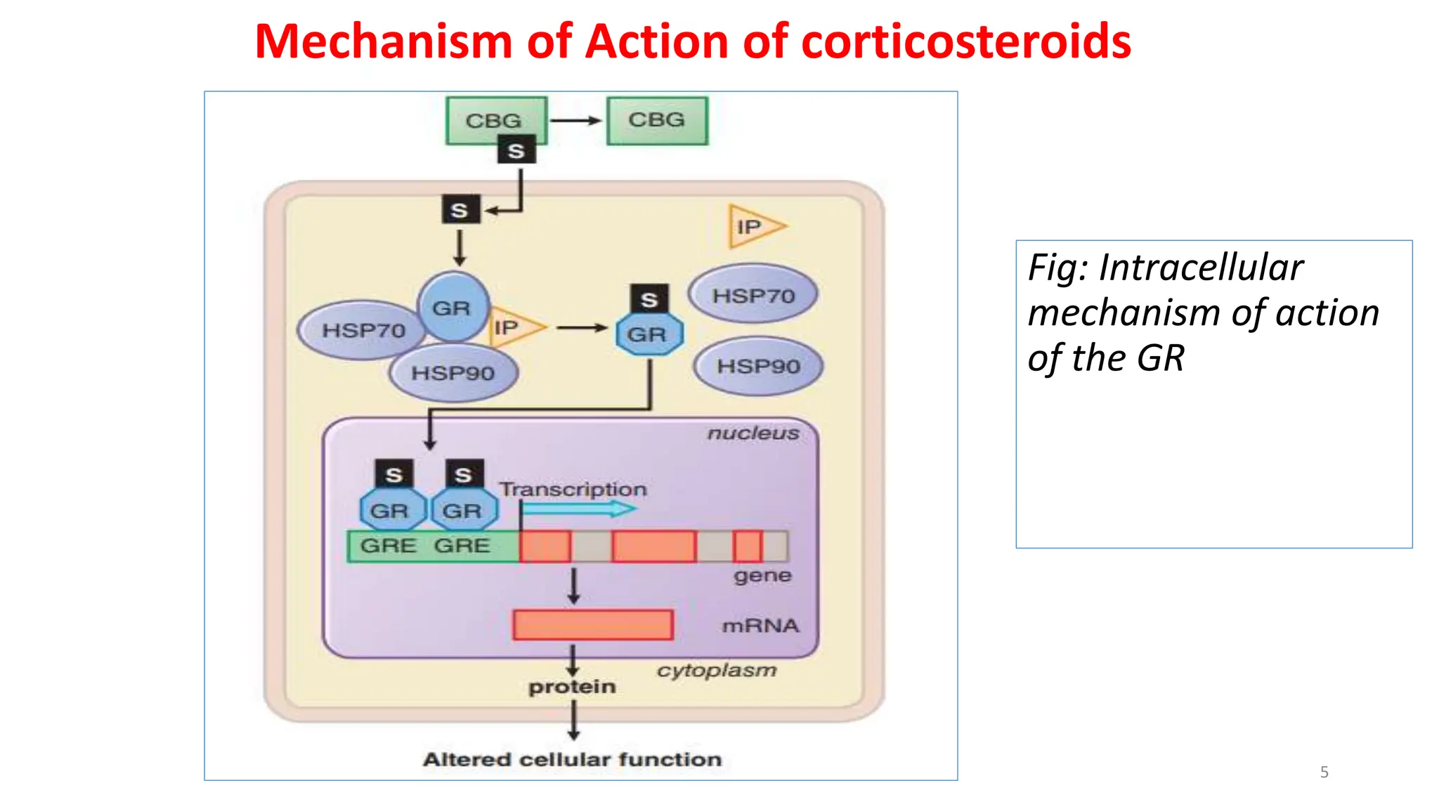 Pharmacology of corticosteroids (Mineralocorticoids and glucocorticoids).pptx