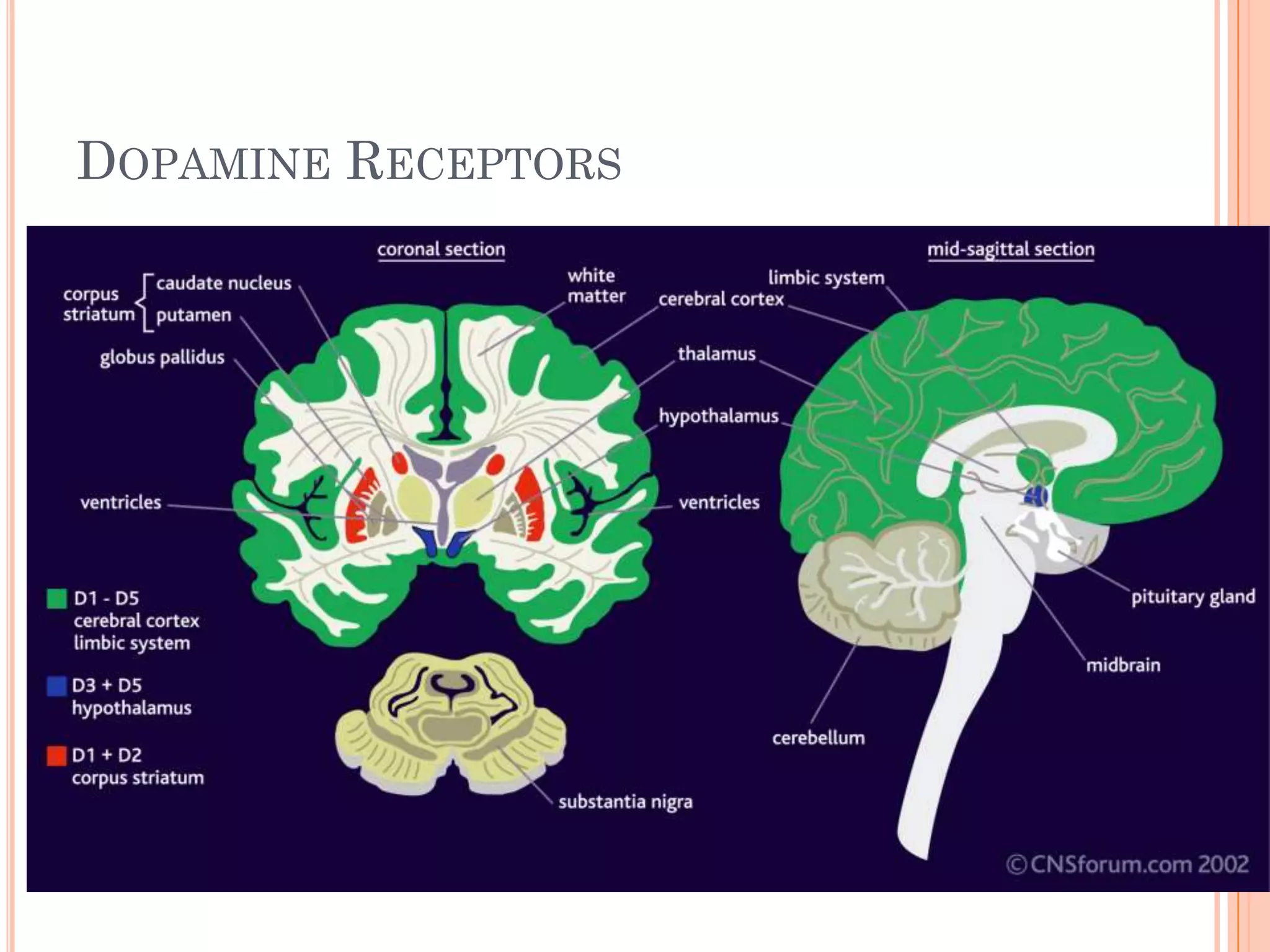 Pharmacology of dopamine | PPTX
