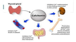 Pharmacology of endocrine system calcitonin & vitamin d | PPT