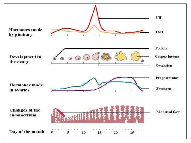 Pharmacology of female sex hormones | PPTX