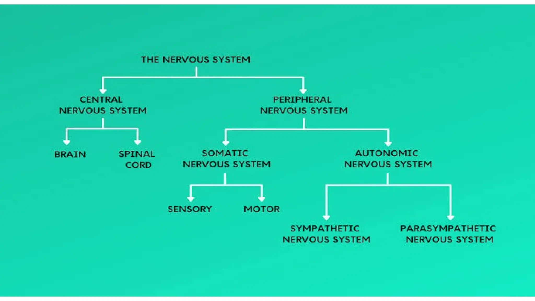 PHARMACOLOGY OF PERIPHERAL NERVOUS SYSTEM.pptx