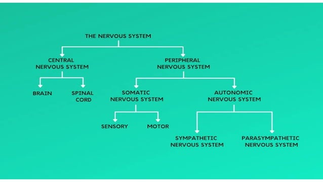 PHARMACOLOGY OF PERIPHERAL NERVOUS SYSTEM.pptx