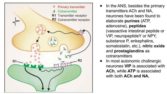 PHARMACOLOGY OF PERIPHERAL NERVOUS SYSTEM.pptx