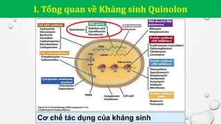 Pharmacology of Quinolone antibiotics - Dược lý kháng sinh nhóm ...