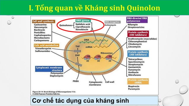 Pharmacology of Quinolone antibiotics - Dược lý kháng sinh nhóm ...