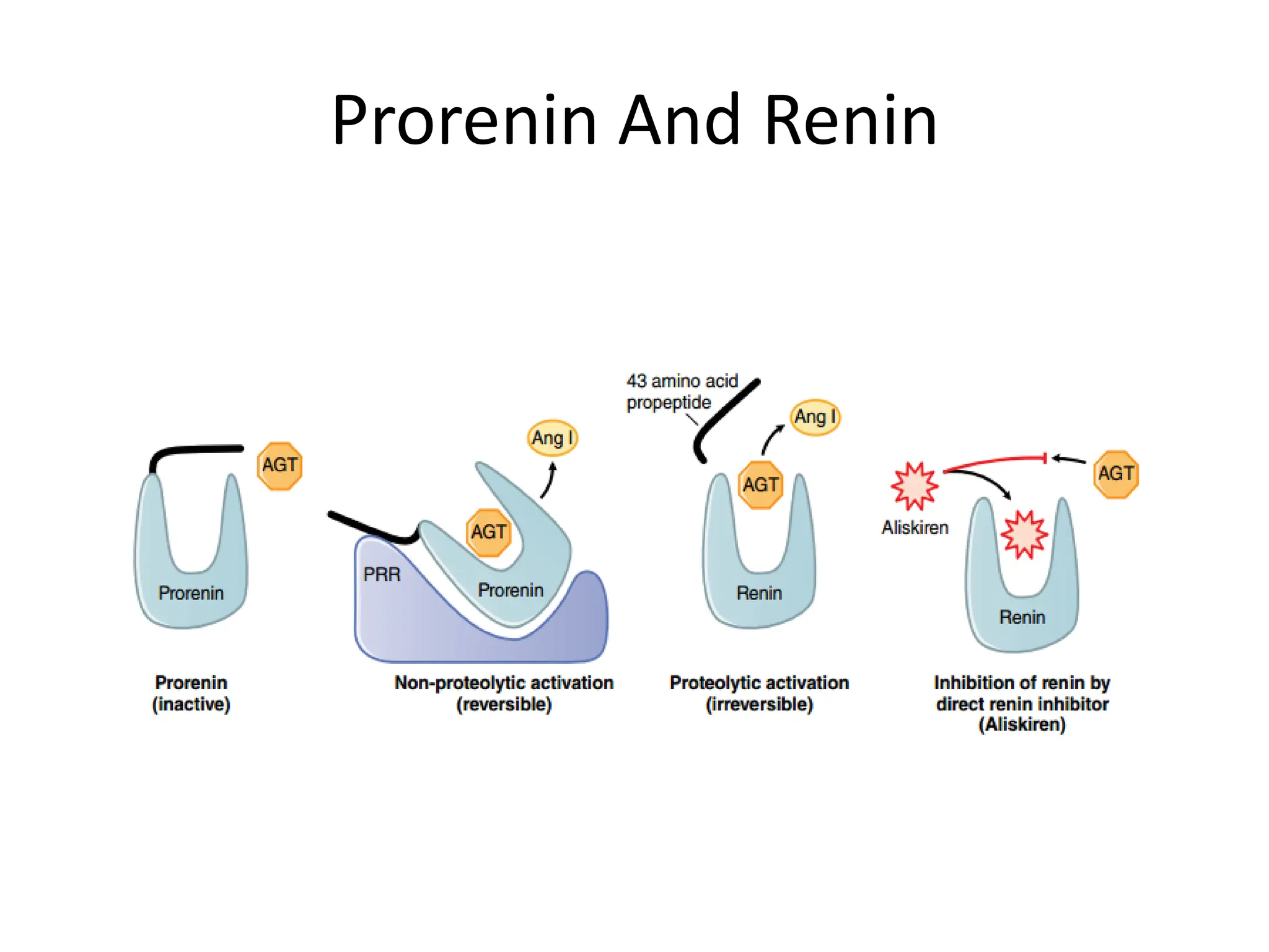PHARMACOLOGY OF RENIN ANGIOTENSIN SYSTEM.pdf