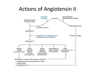 PHARMACOLOGY OF RENIN ANGIOTENSIN SYSTEM.pdf