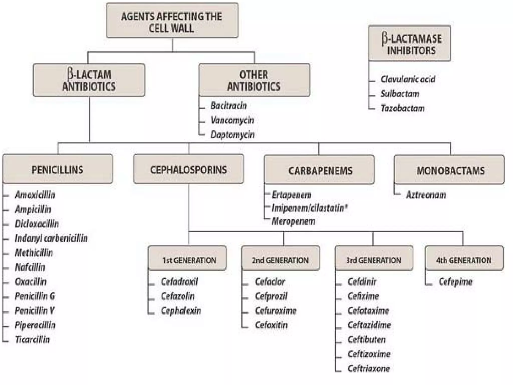 Pharmacology of Antibiotics | PPT | Infectious Diseases | Diseases and ...