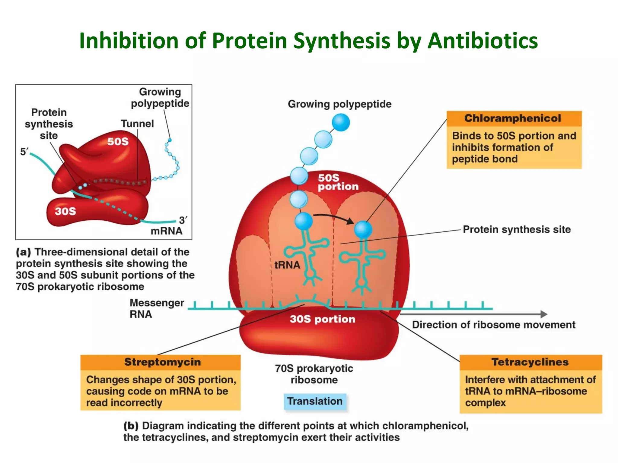 Pharmacology of Antibiotics | PPT | Infectious Diseases | Diseases and ...