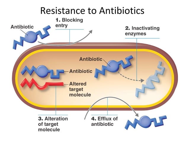 Pharmacology of Antibiotics | PPT | Infectious Diseases | Diseases and ...