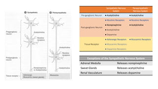 Pharmacology of the Autonomic Nervous System | PDF