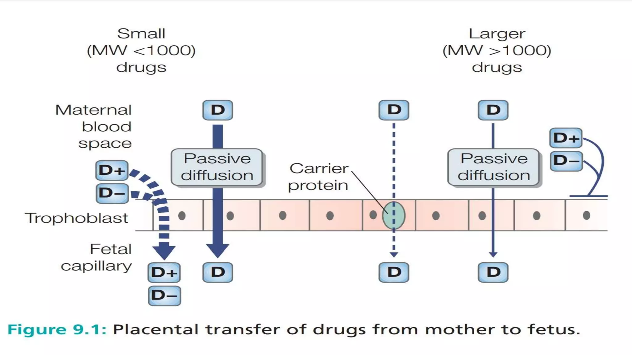 Pharmacology part 5 (pregnancy) | PPTX