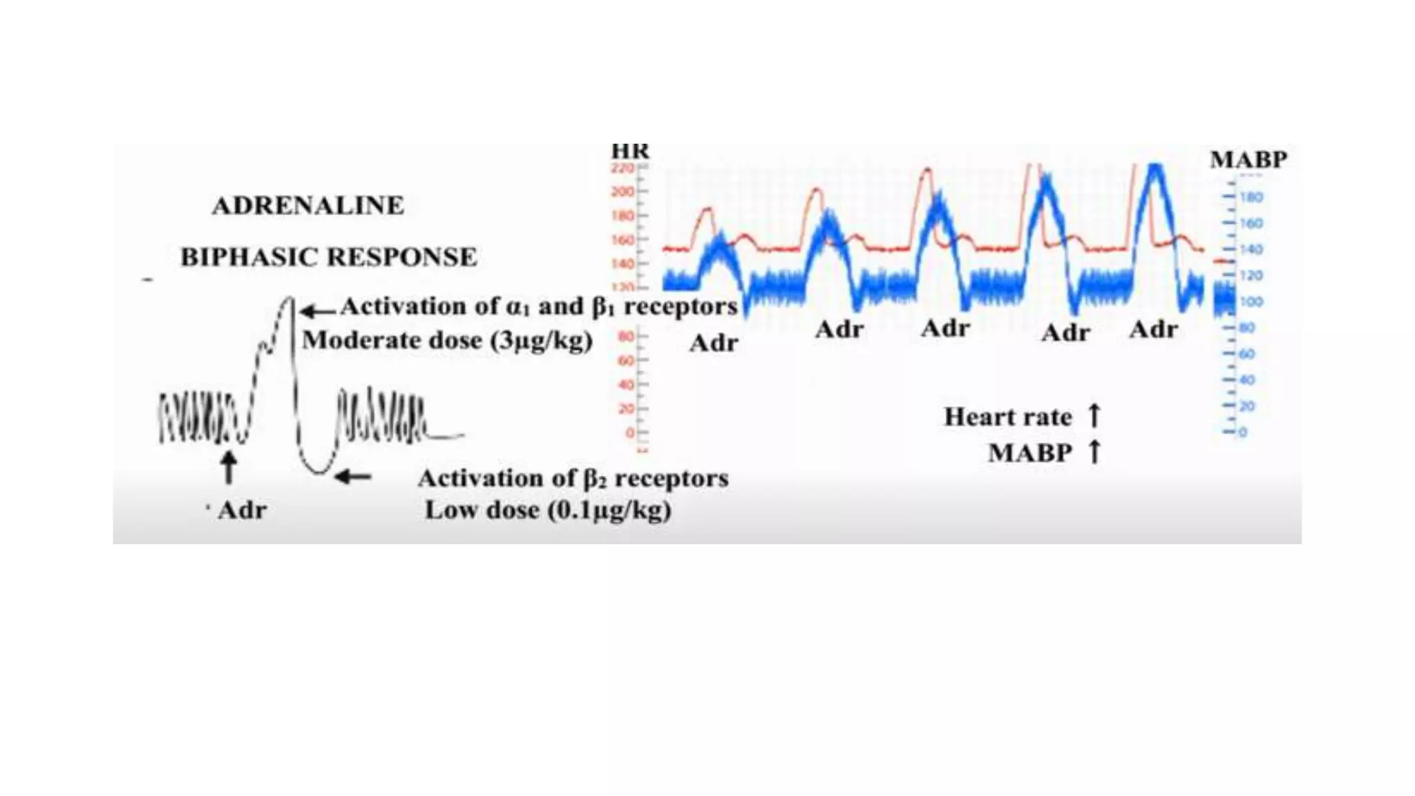 Pharmacology practical Dog BP | PPTX