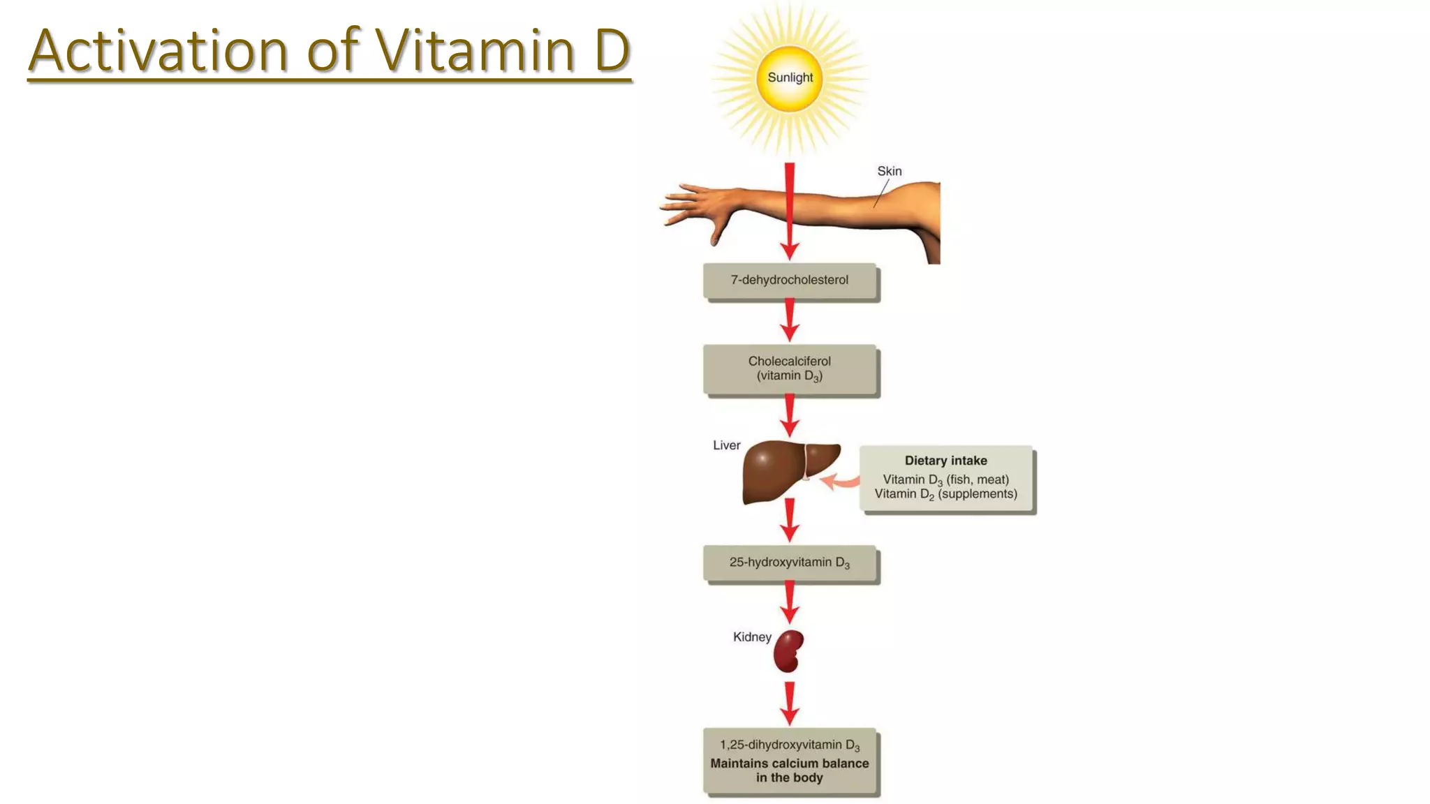 Pharmacotherapeutics of Vitamin D | PPTX