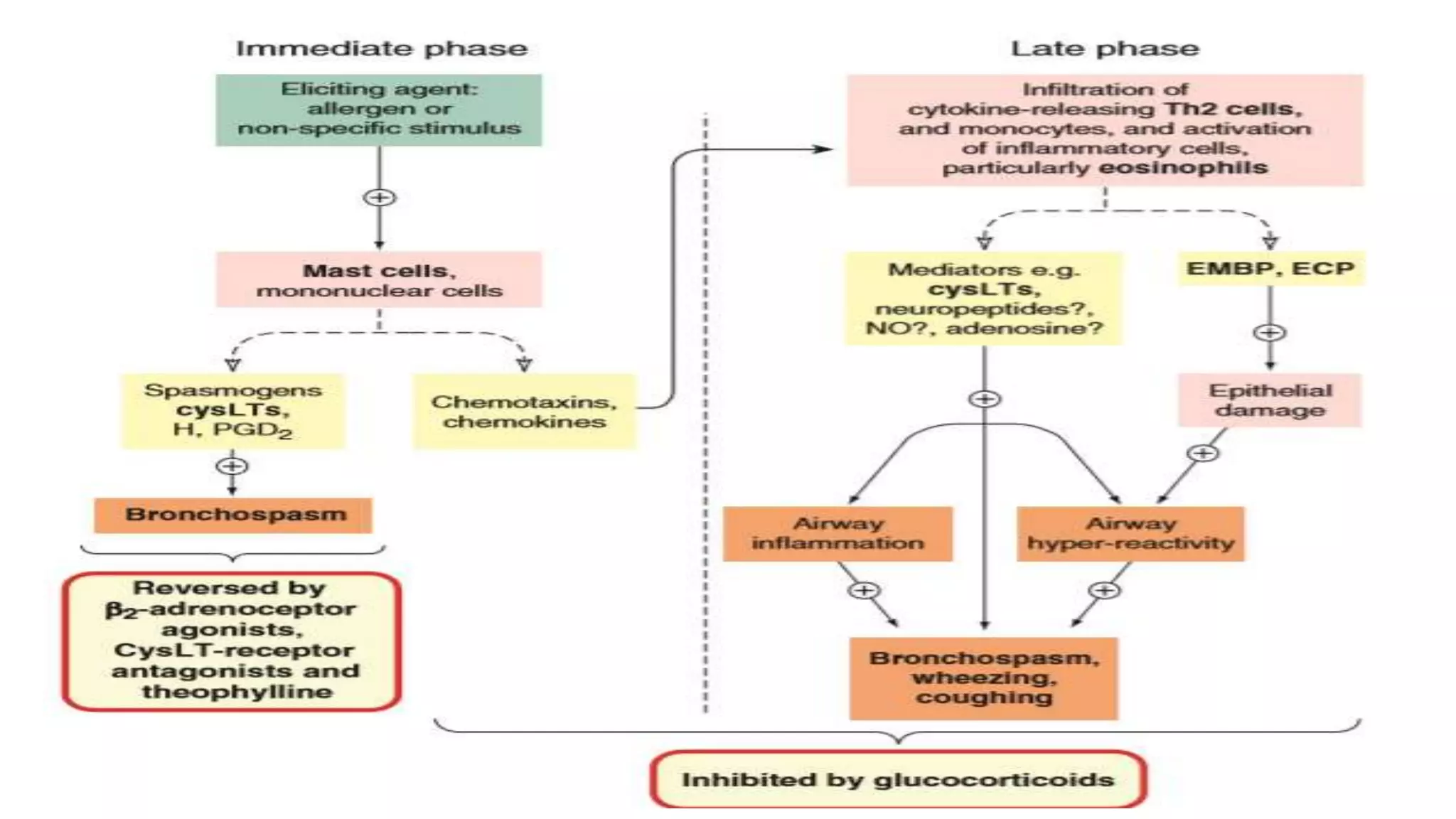 Pharmacotherapy of asthma and copd | PPTX