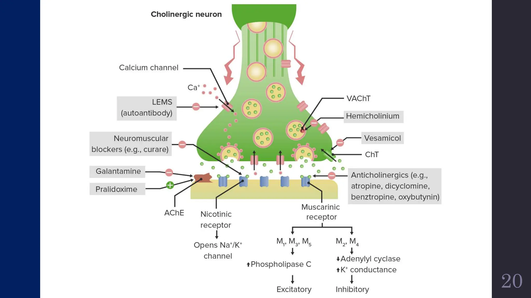 Pharmacotherapy of Asthma and Chronic Obstructive Pulmonary Disease (COPD) | PPTX