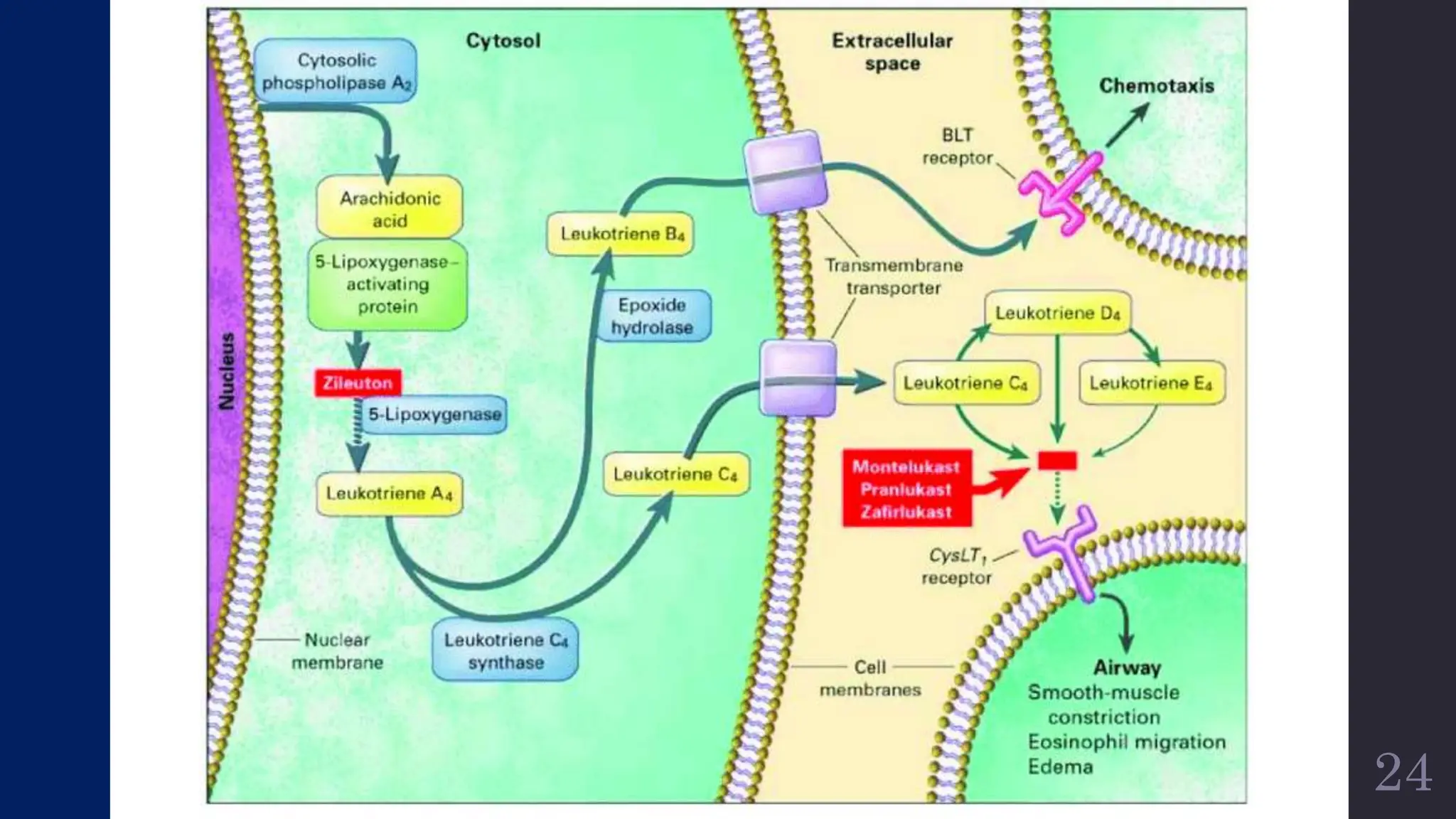 Pharmacotherapy of Asthma and Chronic Obstructive Pulmonary Disease (COPD) | PPTX
