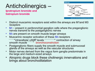 Antiasthmatics - drdhriti | PPT