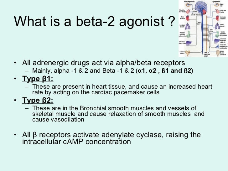 Antiasthmatics - drdhriti