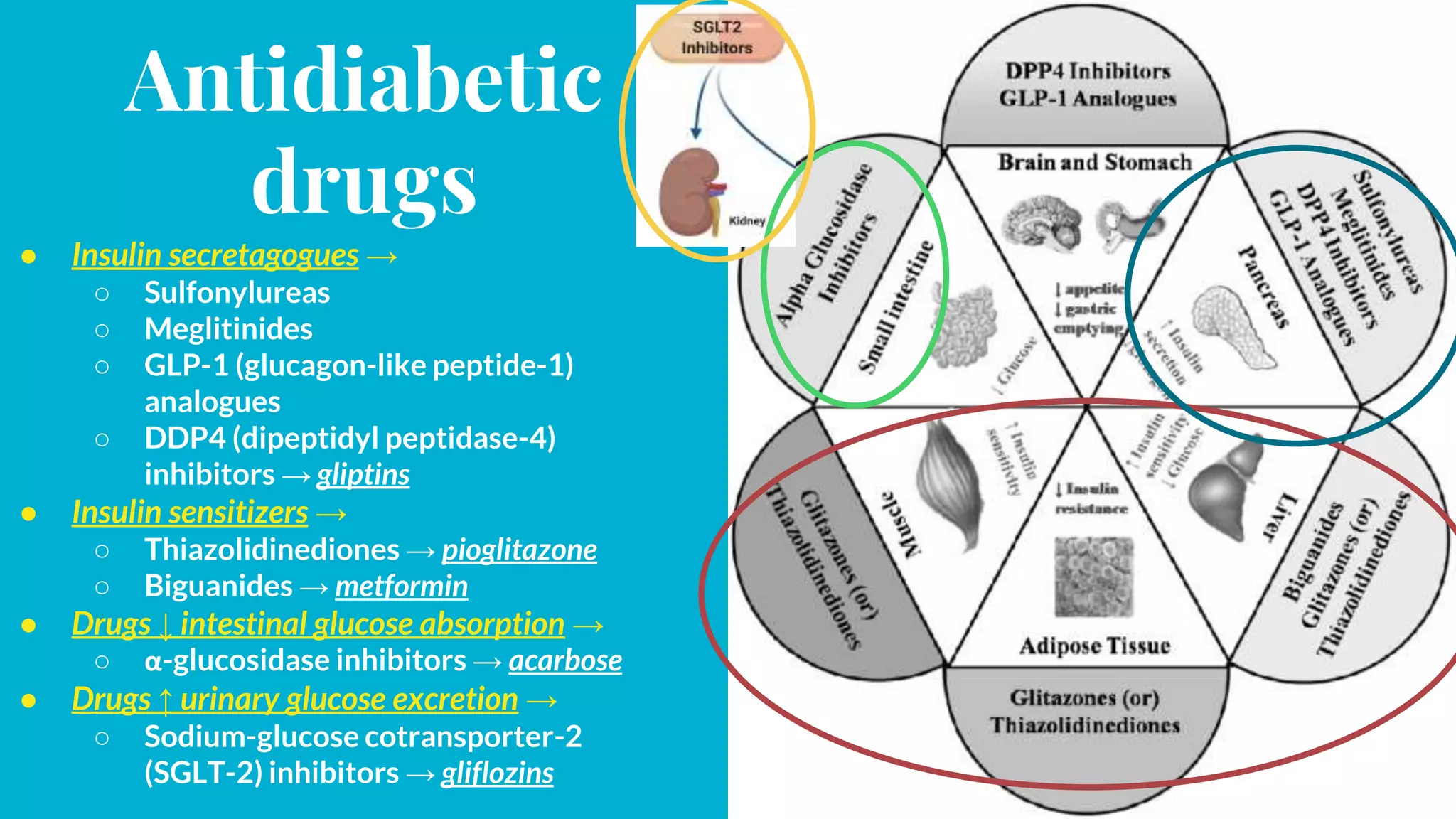 Pharmacotherapy of diabetes mellitus (DM) | PPTX