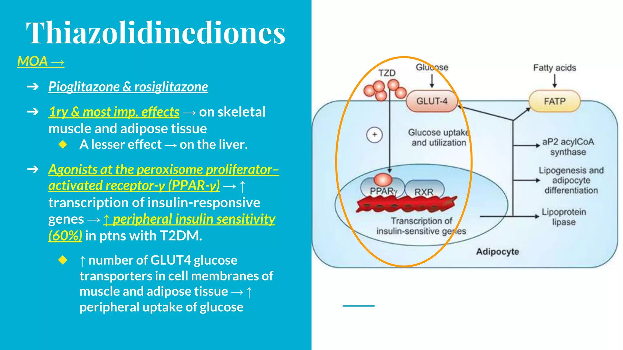 Pharmacotherapy of diabetes mellitus (DM) | PPTX