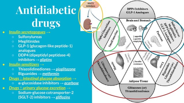 Pharmacotherapy of diabetes mellitus (DM) | PPTX | Endocrine and ...