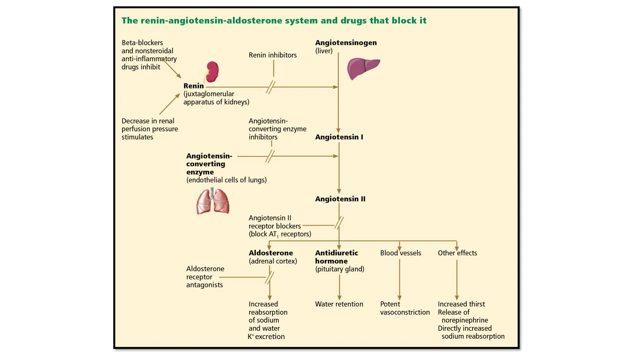 Definition, types, risk factors, classification of drugs used in ...