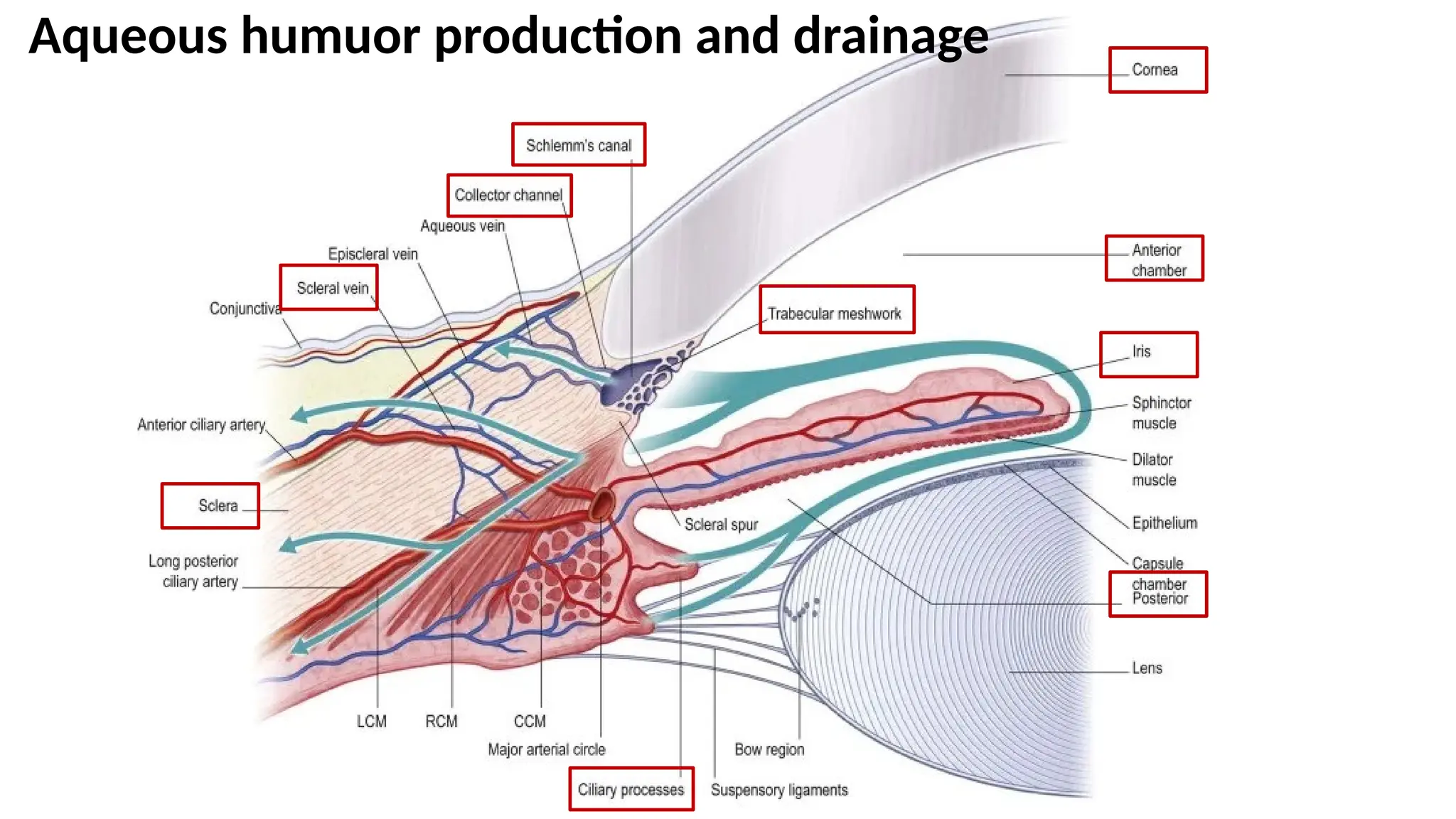 Definition, types, risk factors, classification of drugs used in glaucoma Pharmacotherapy of ...