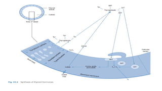 pharmacotherapythyroiddisorders-161107092905.pptx