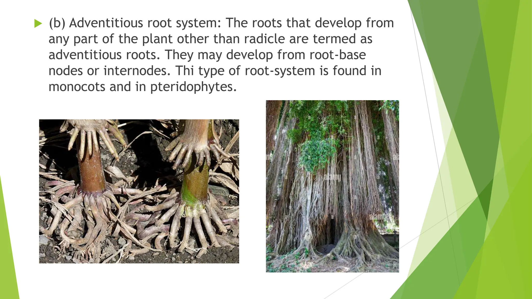ROOTS - Basics, Function, Various Parts - Maturation, Root-Hairs, Elongation, Cell-Division ...