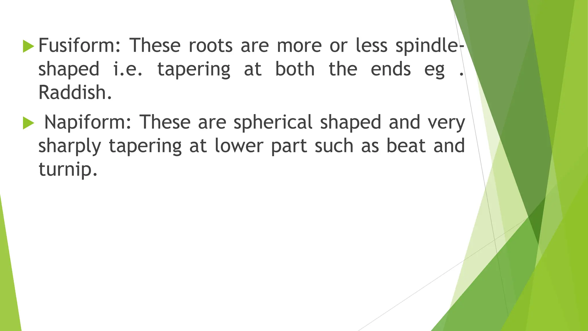 ROOTS - Basics, Function, Various Parts - Maturation, Root-Hairs ...